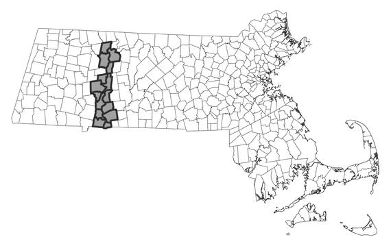 Yellow Lampmussel | Mass.gov