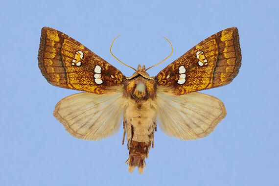 Ostrich Fern Borer | Mass.gov