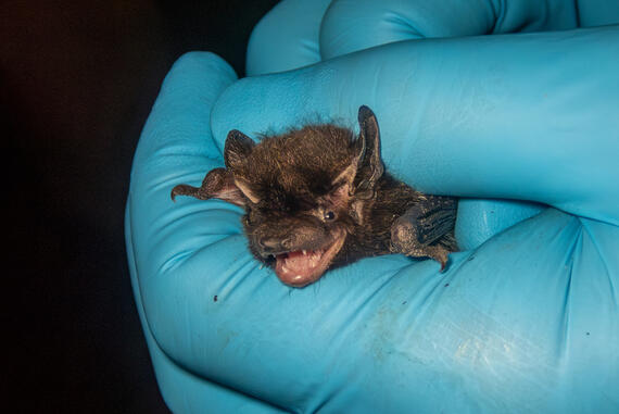 Silver-haired Bat | Mass.gov