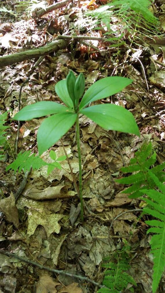 Small Whorled Pogonia | Mass.gov