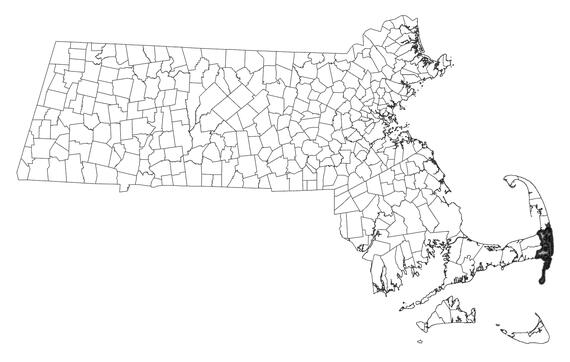 Red Knot | Mass.gov