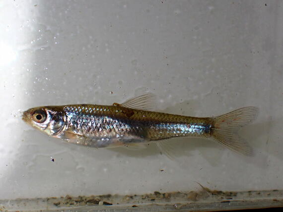 Eastern Silvery Minnow | Mass.gov