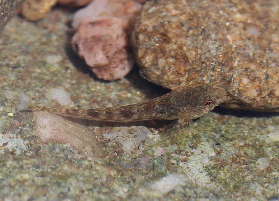 Slimy Sculpin | Mass.gov