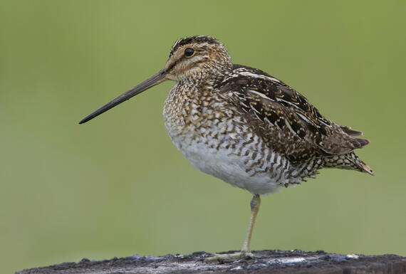 Wilson’s Snipe | Mass.gov
