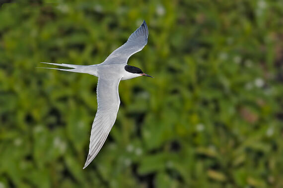 Roseate Tern | Mass.gov