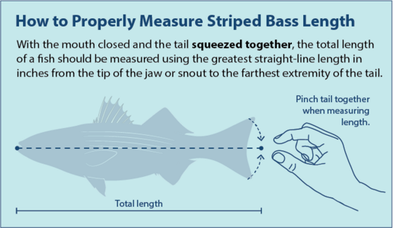 What's new in recreational saltwater fishing regulations? | Mass.gov