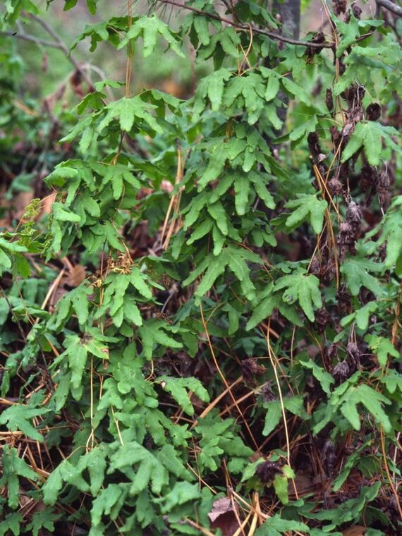 Climbing Fern | Mass.gov