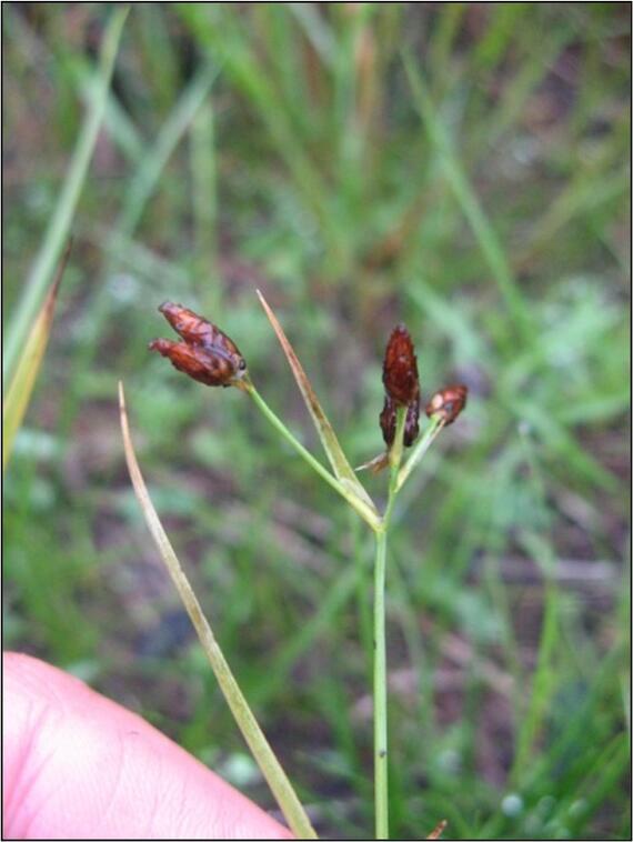 Long-beaked Beaksedge | Mass.gov