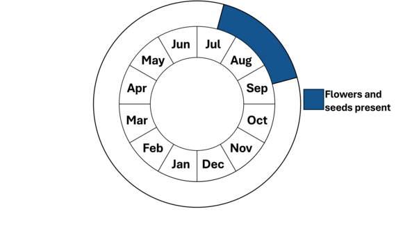Narrow-leaved Bur-reed | Mass.gov