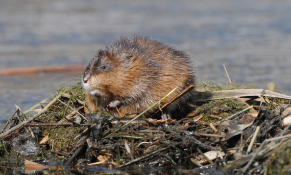 Muskrat | Mass.gov