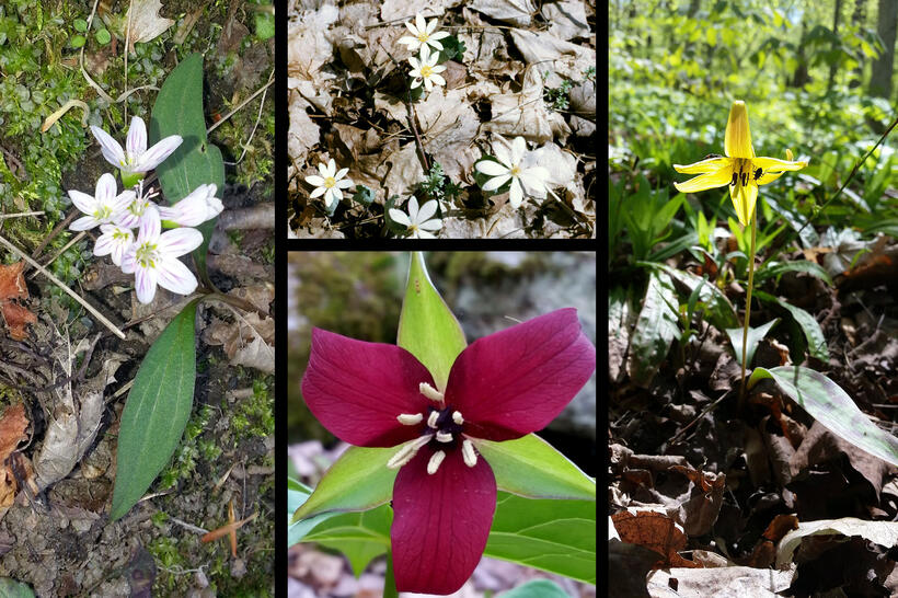 Look for blooming spring ephemerals with our field guide | Mass.gov