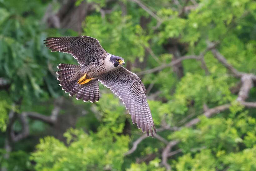 Soaring to Success: Peregrine Falcon Conservation | Mass.gov