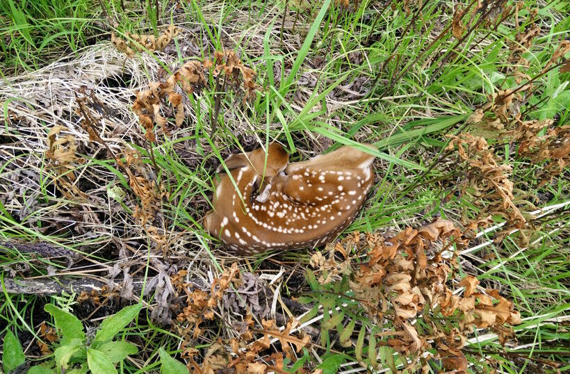 Fawn Phases: Why it’s normal to find fawns alone | Mass.gov