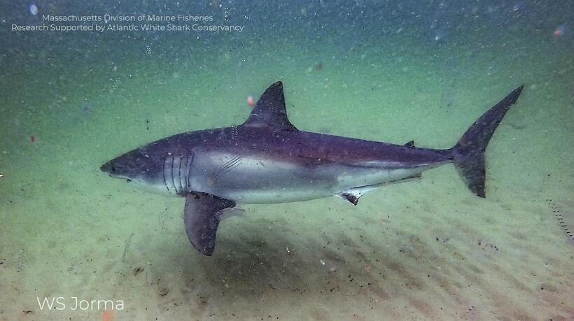 Creature Feature: White Shark, Carcharodon carcharias | Mass.gov