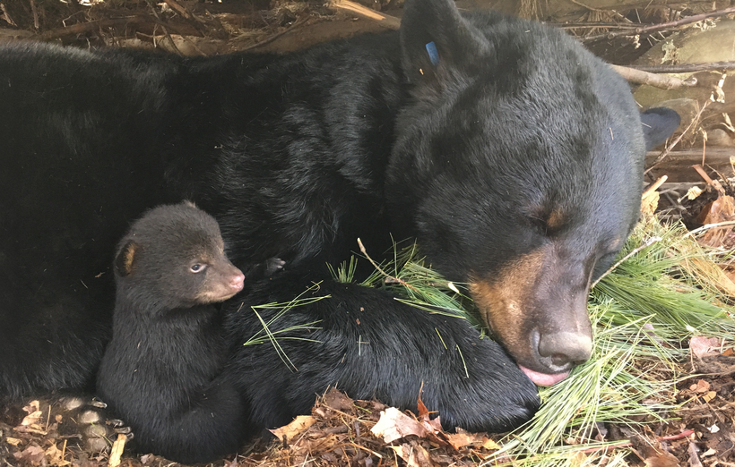 Long winter’s nap: Which animals hibernate? | Mass.gov