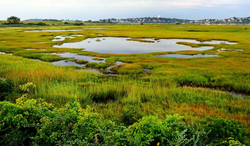 Great Marsh project wins leadership award | Mass.gov