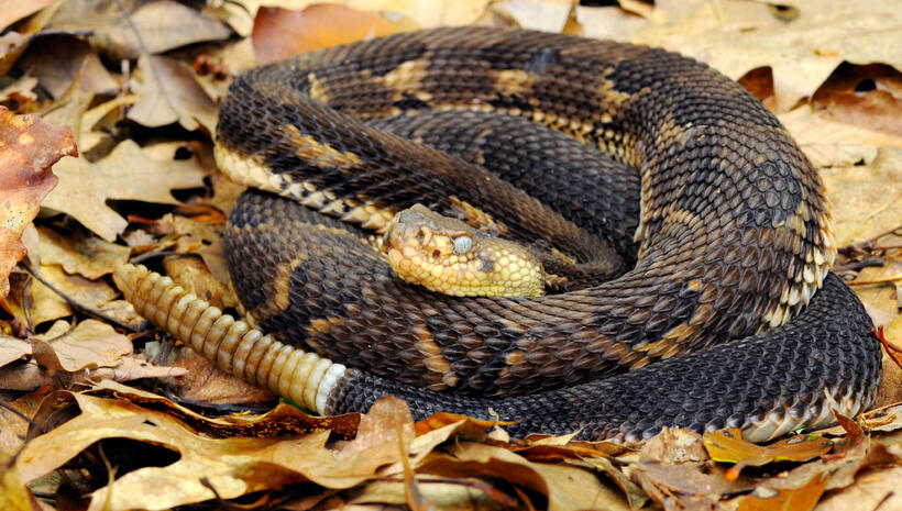 Frequently asked questions about rattlesnakes in MA | Mass.gov