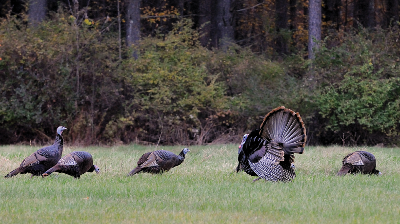 Turkey troubles: How to minimize aggressive turkey encounters this ...