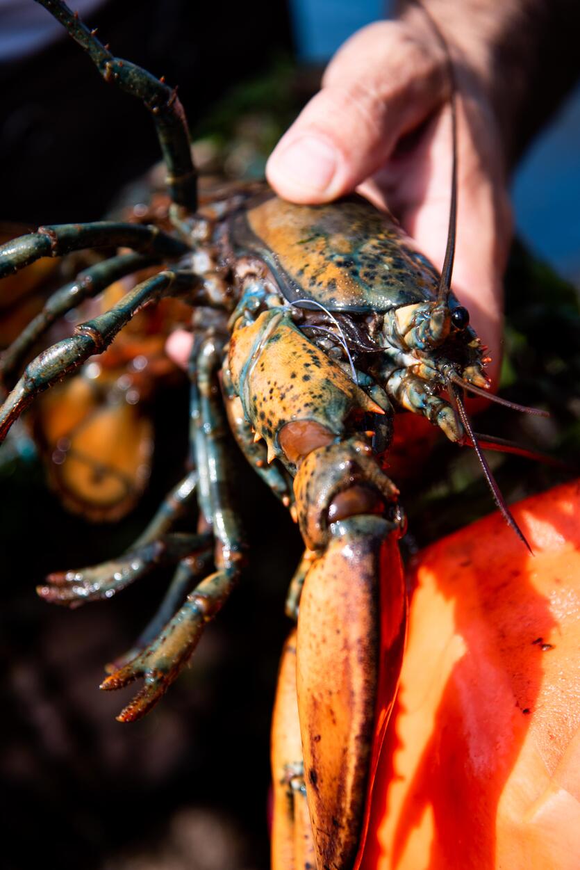 Southern Cape Cod Bay Experiences Lobster Mortalities Related to Low ...