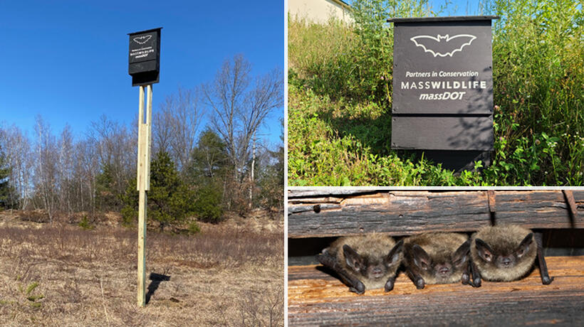 How to help bats in Massachusetts | Mass.gov