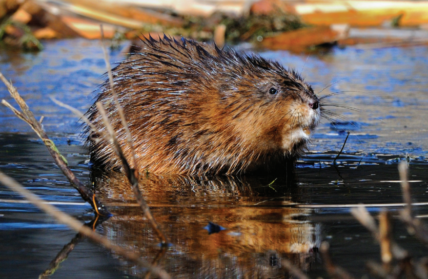 Meet the muskrat | Mass.gov