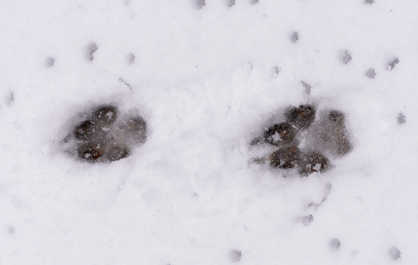 Get to know animal tracks | Mass.gov