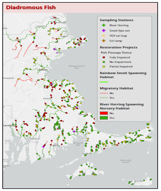 Diadromous Fisheries Updates | Mass.gov