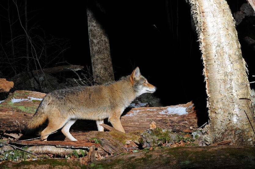 Do coyotes howl at the moon? | Mass.gov