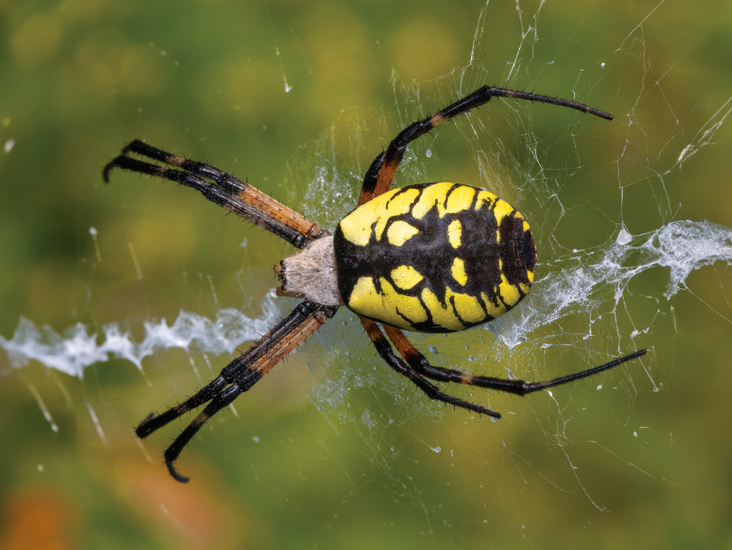 Not-so-spooky spiders you may see in your backyard | Mass.gov