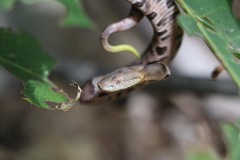 Copperhead | Mass.gov