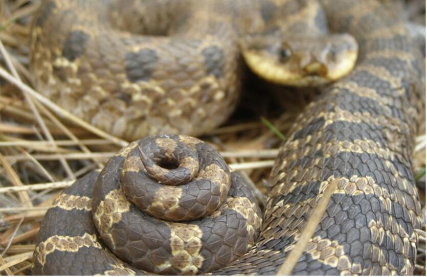 Eastern Hog-nosed Snake | Mass.gov