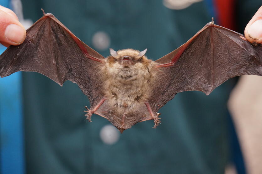 Little Brown Bat | Mass.gov