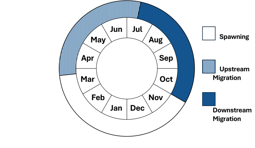 American Eel | Mass.gov
