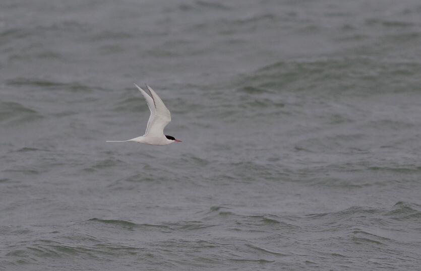 Arctic Tern | Mass.gov