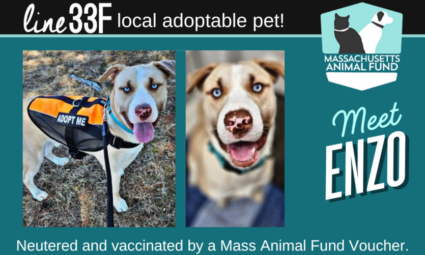 Adopt Local Animals | Mass.gov