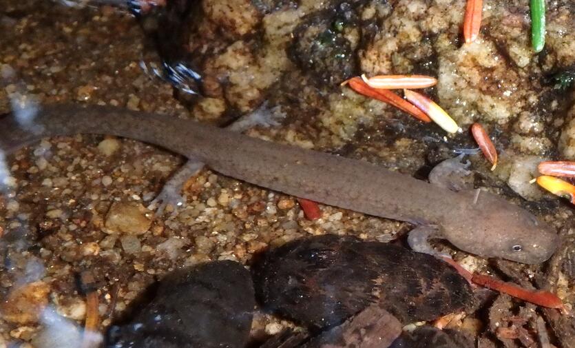 Spring Salamander | Mass.gov