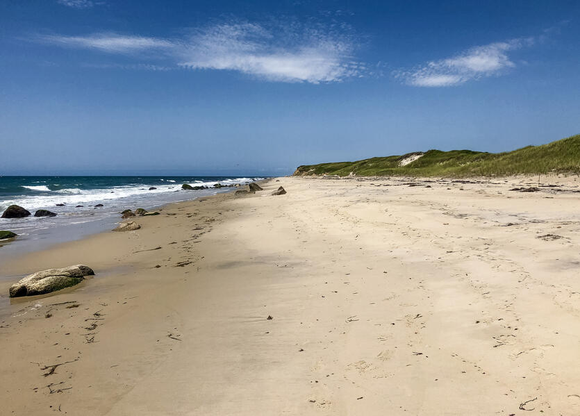 Northeastern Beach Tiger Beetle | Mass.gov