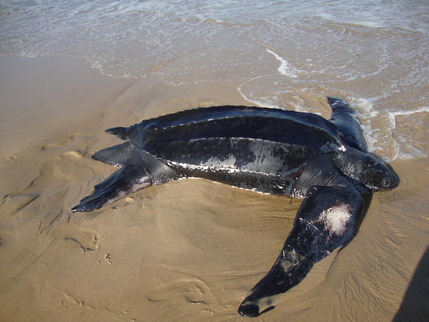 Leatherback Sea Turtle | Mass.gov