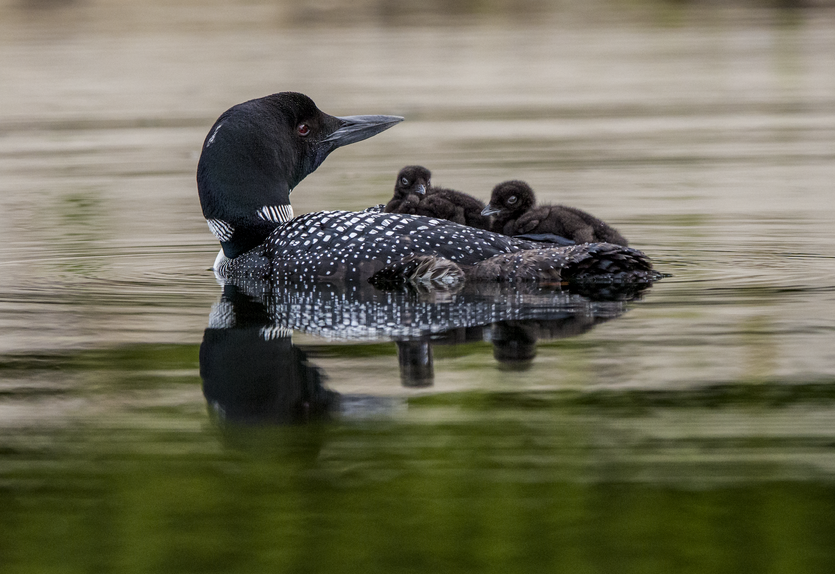 Common Loon | Mass.gov