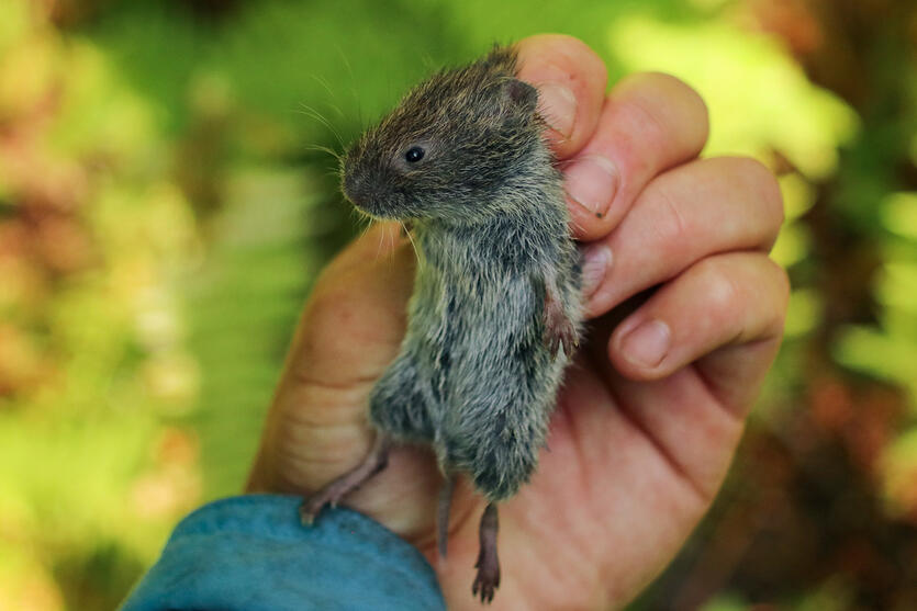 Southern Bog Lemming | Mass.gov