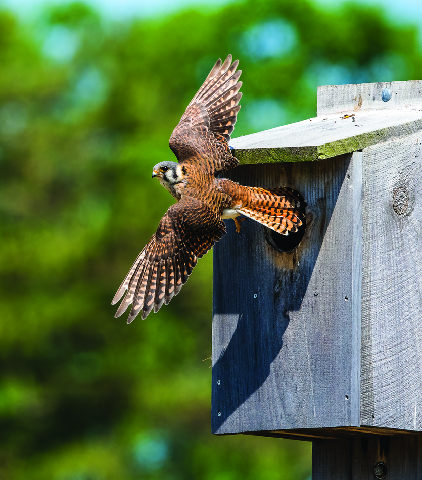 American Kestrel | Mass.gov
