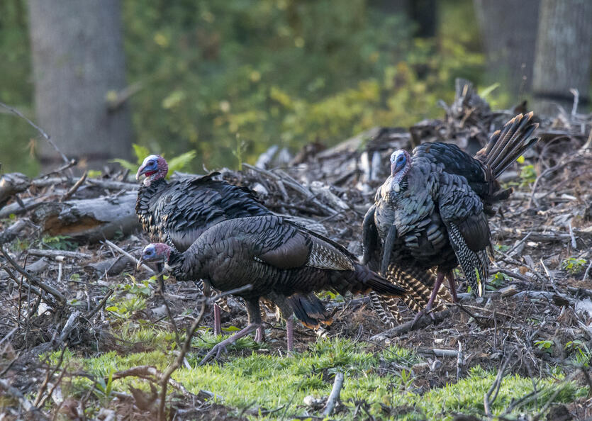 Turkey troubles: How to minimize aggressive turkey encounters this ...