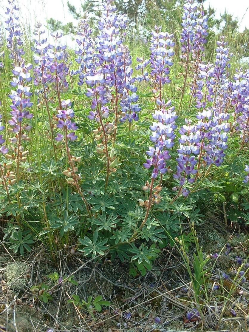 Wild Lupine | Mass.gov