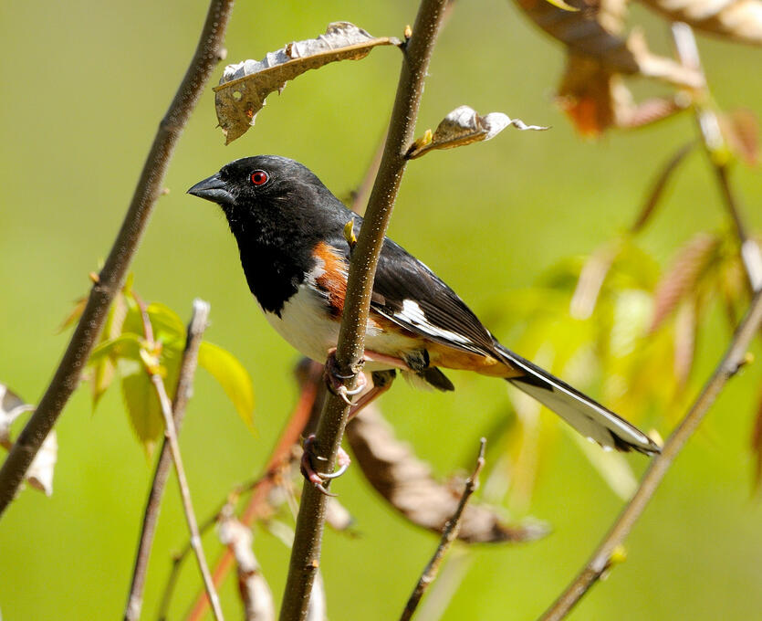 Eastern Towhee | Mass.gov
