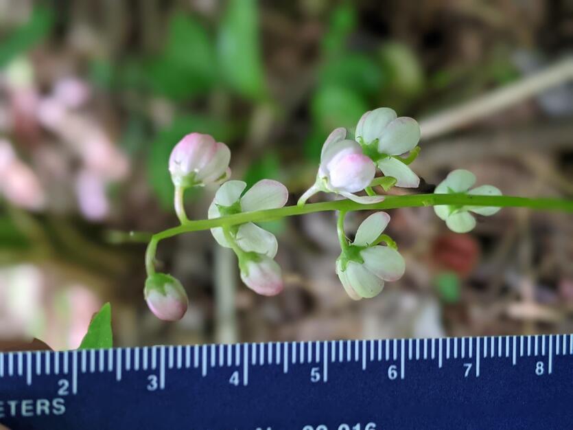 Pink Shinleaf | Mass.gov