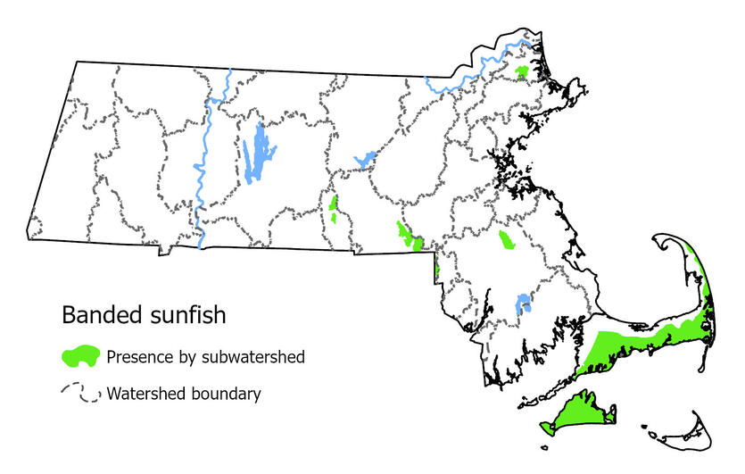Banded Sunfish | Mass.gov