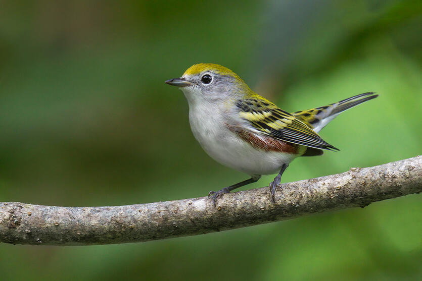 Chestnut-sided Warbler | Mass.gov
