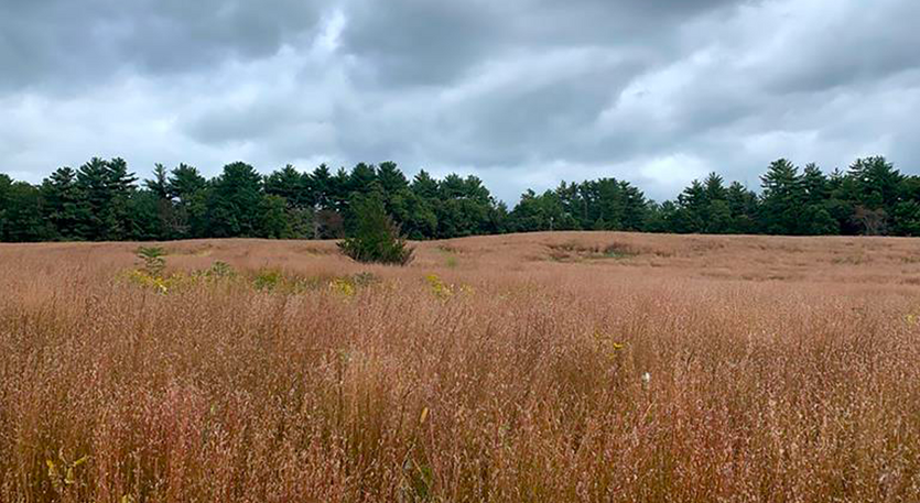 Native grassland restoration on Wildlife Management Areas | Mass.gov