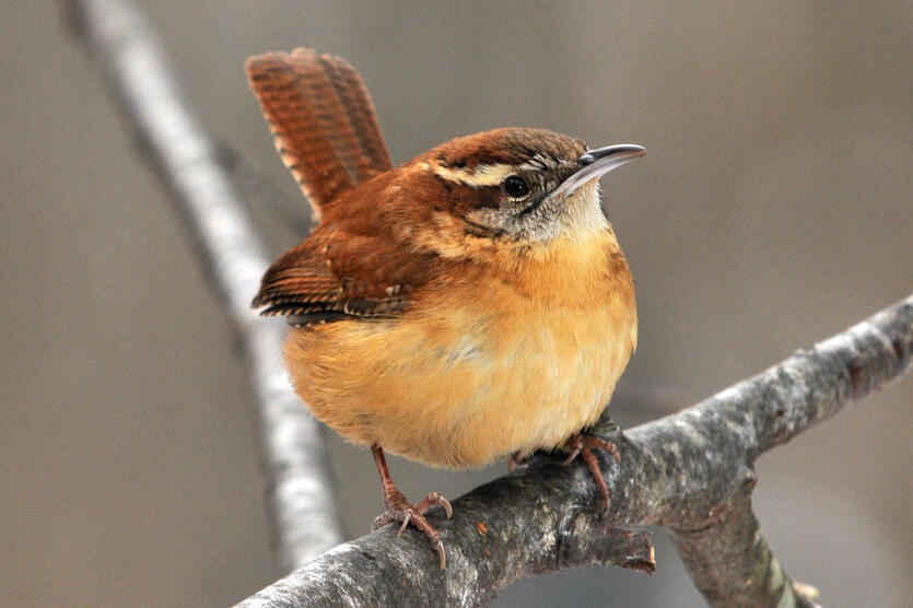 Counting birds: Your new holiday tradition | Mass.gov