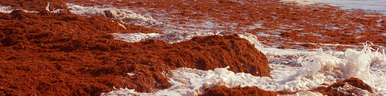 Red Tide (Paralytic Shellfish Poisoning) | Mass.gov